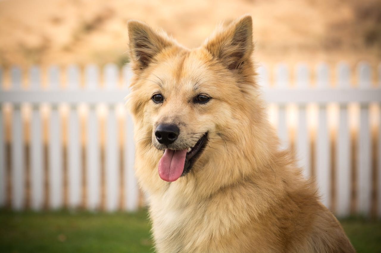 Al Mayya K9 Adoption Bear